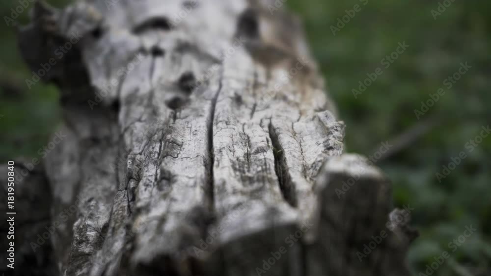 Close-up of a of a tree trunk, focus and unfocus details Stock Video ...