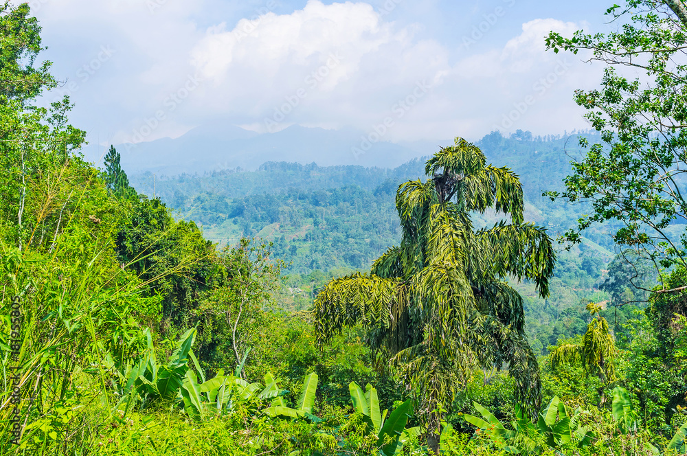 In forests of Sri Lanka Stock Photo | Adobe Stock