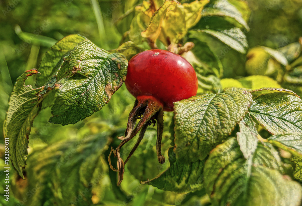 planta de rojos bulbos Stock Photo | Adobe Stock