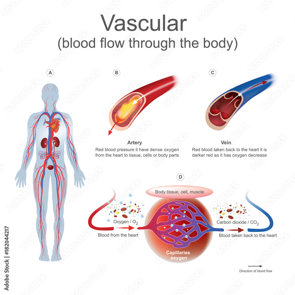 Vascular blood flow through the body. Stock Vector | Adobe Stock