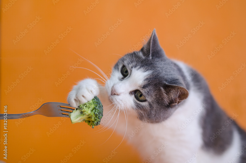 Broccoli Cat