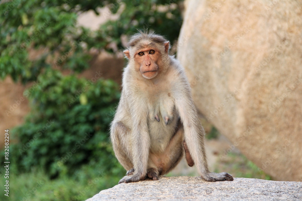 Indian Macaque