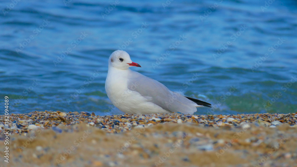 Gull is one of the most popular seaside birds. She lives and preaches ...