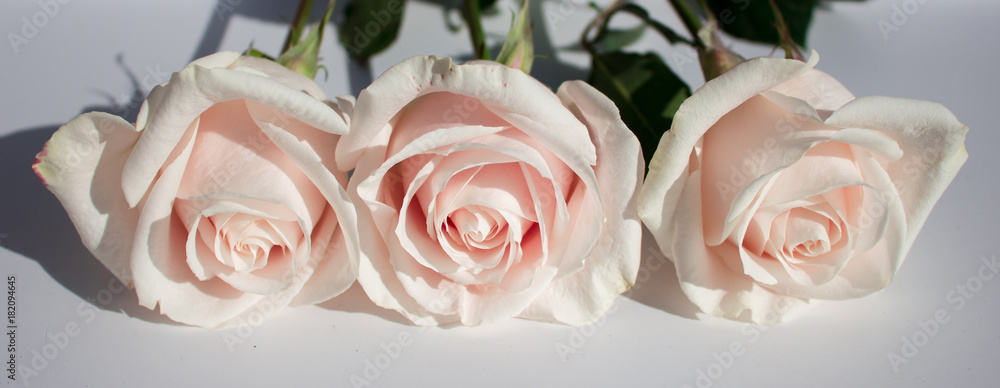Rose. Three white roses. Elegant white flower. Stock Photo | Adobe Stock