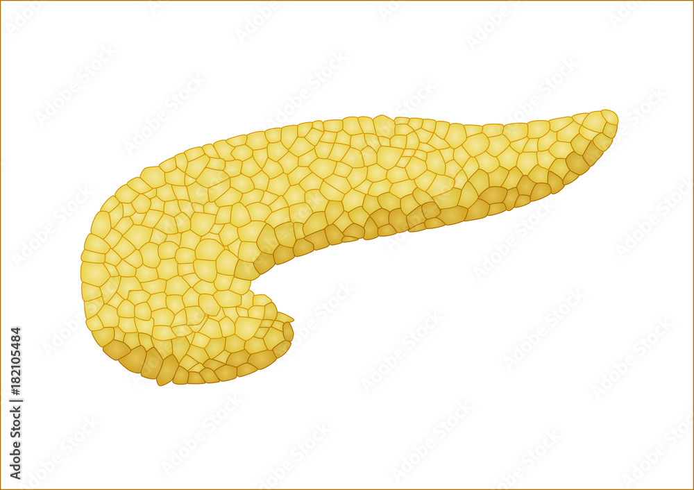 Pancreas vector / organ and anatomy Stock Vector | Adobe Stock