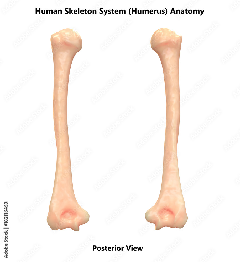 Human Skeleton System Humerus Anatomy (Posterior View) Stock ...