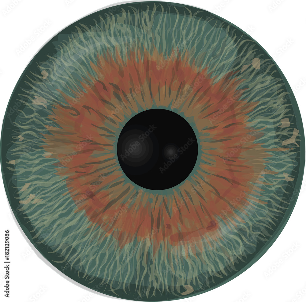 Eye iris - Realistic vector - Eye iris vector texture - Hazel Stock ...