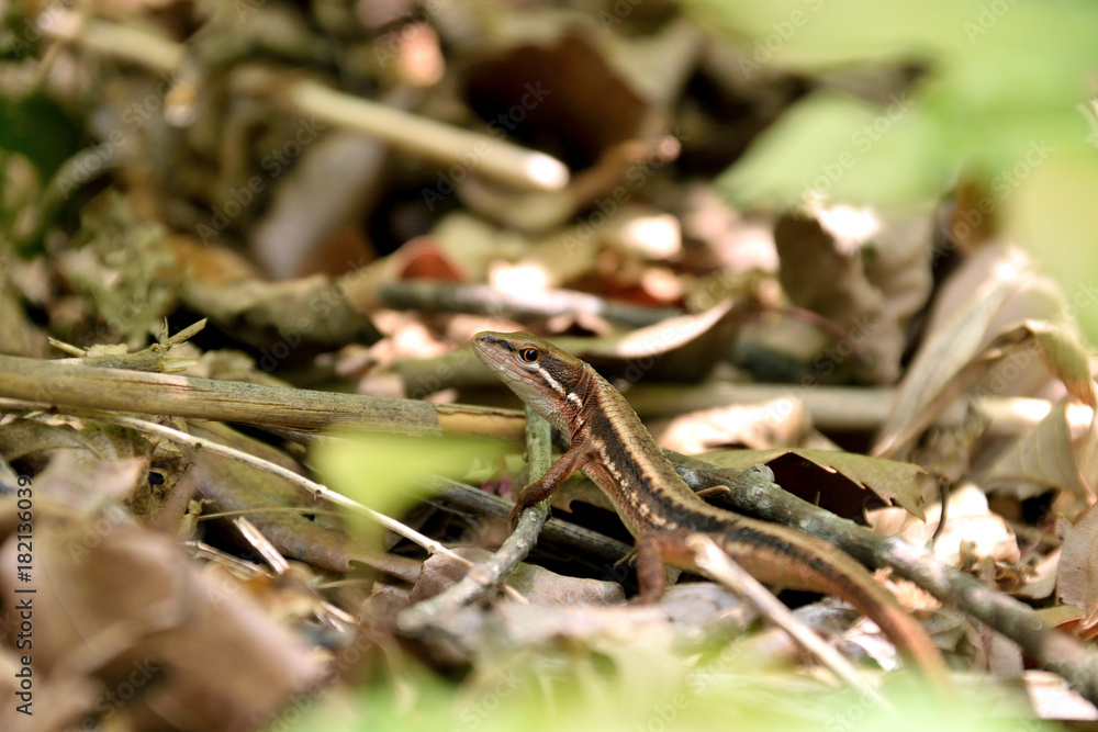 Japanese Grass Lizard - Takydromus tachydromoides. It is called “Nihon ...