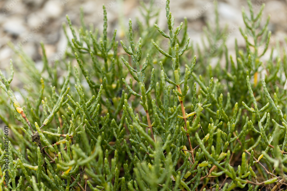 Glasswort