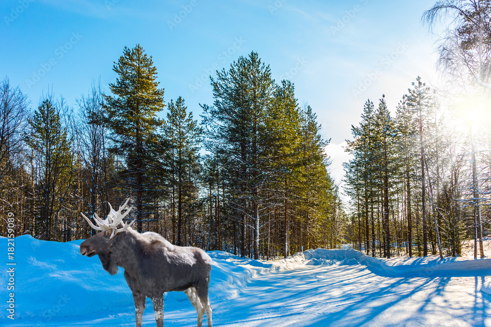 Moose with powerful horns resting in forest Stock Photo | Adobe Stock
