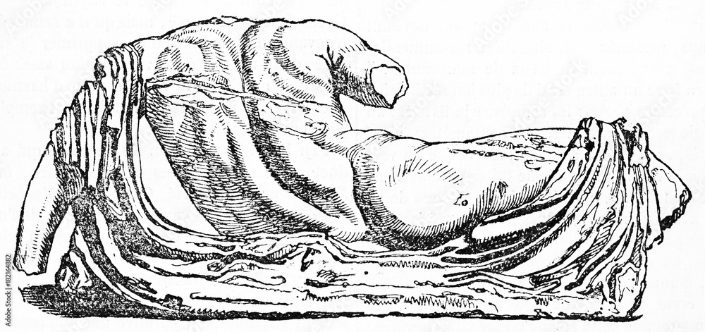 Partial male body sculpted, back view, reproduction of Ilissos ...