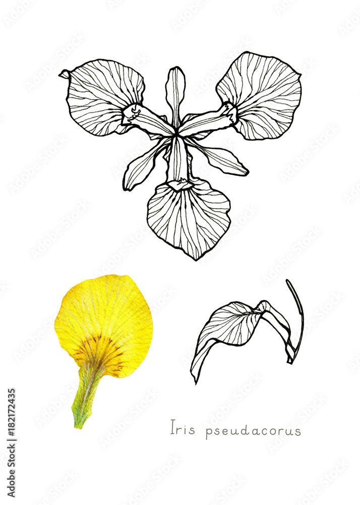 Yellow iris. Scientific name: Iris pseudacorus. Garden flower. Hand ...