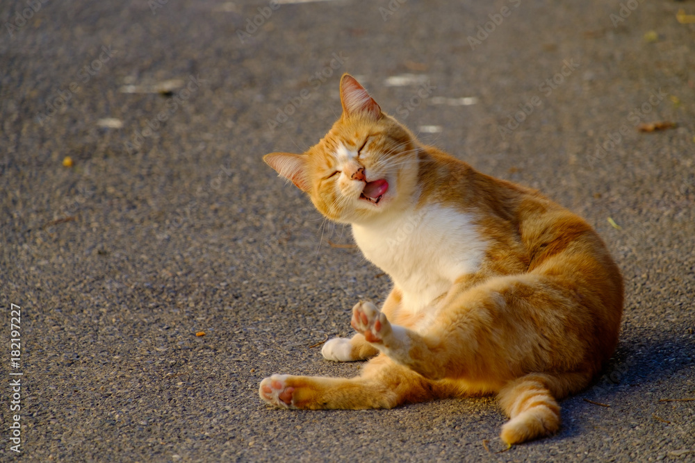 Foto de Chat roux couché par terre dans la rue. Grimace amusant. do ...