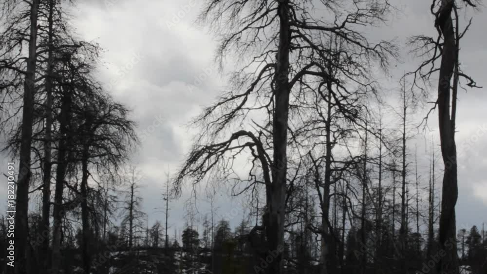 Virgin pine forest 11 years after creeping fire (dead wood). Lapland ...