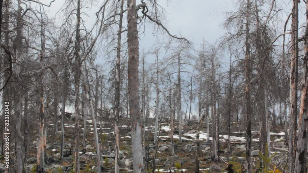 Virgin pine forest 11 years after creeping fire (dead wood). Lapland ...