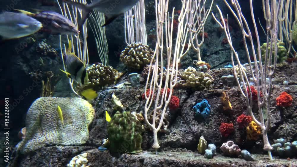 Vidéo Stock 4K HD Video of many varieties of tropical fish swimming ...