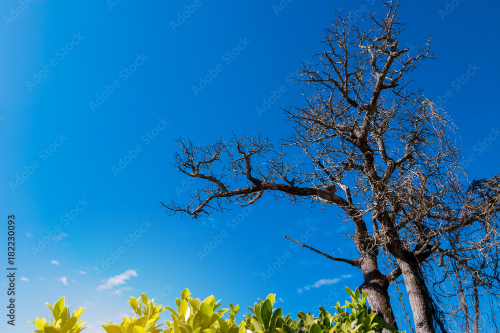 Dry trees die and sun burns with drought. Tree die in the bluesky ...