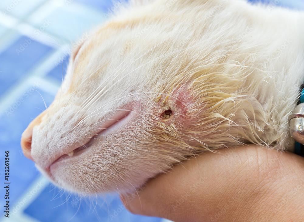 Cat sick, wound on face Stock Photo | Adobe Stock