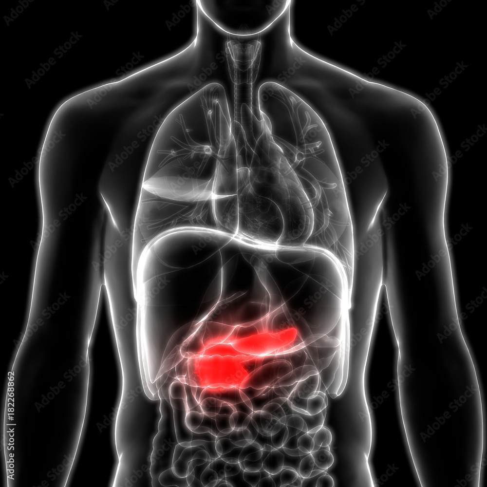 Human Body Organs Anatomy (Pancreas) Stock Illustration | Adobe Stock