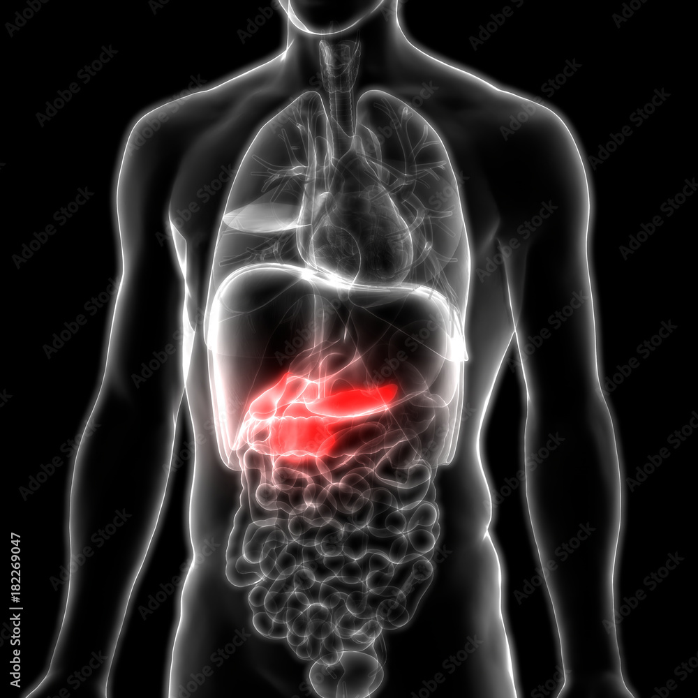 Human Body Organs Anatomy (Pancreas) Stock Illustration | Adobe Stock