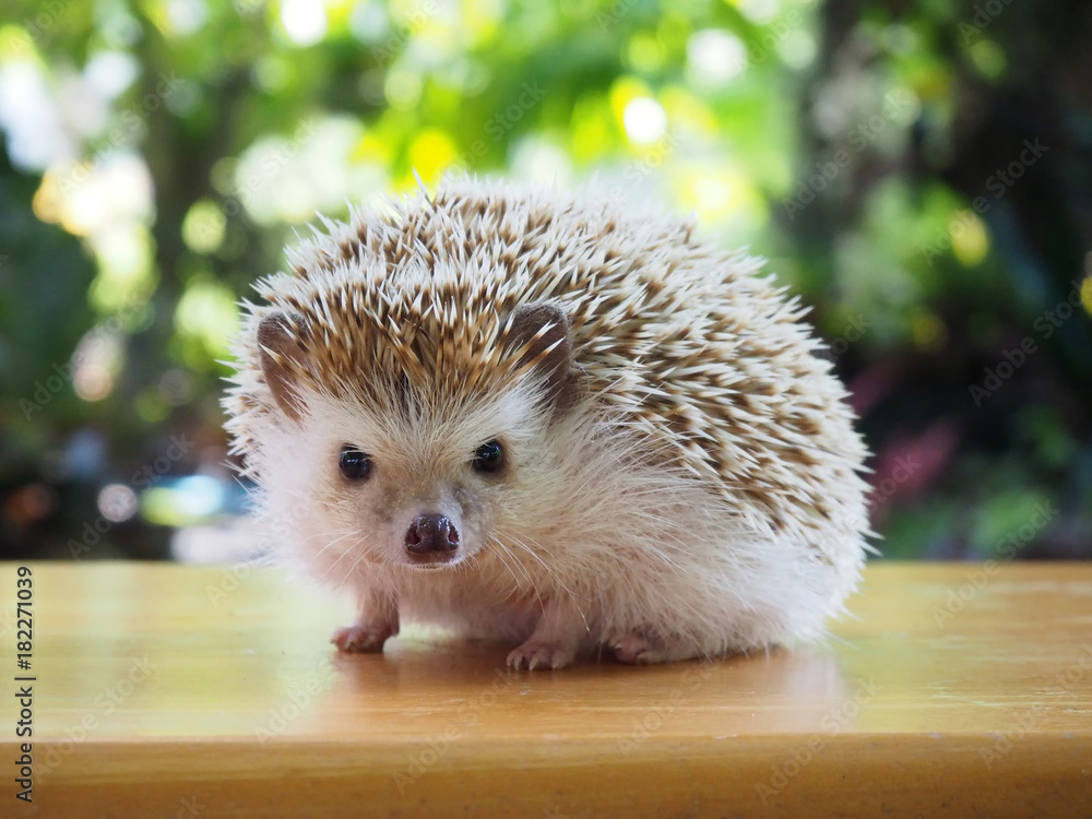 Cute hedgehog on a natural background. Stock Photo | Adobe Stock