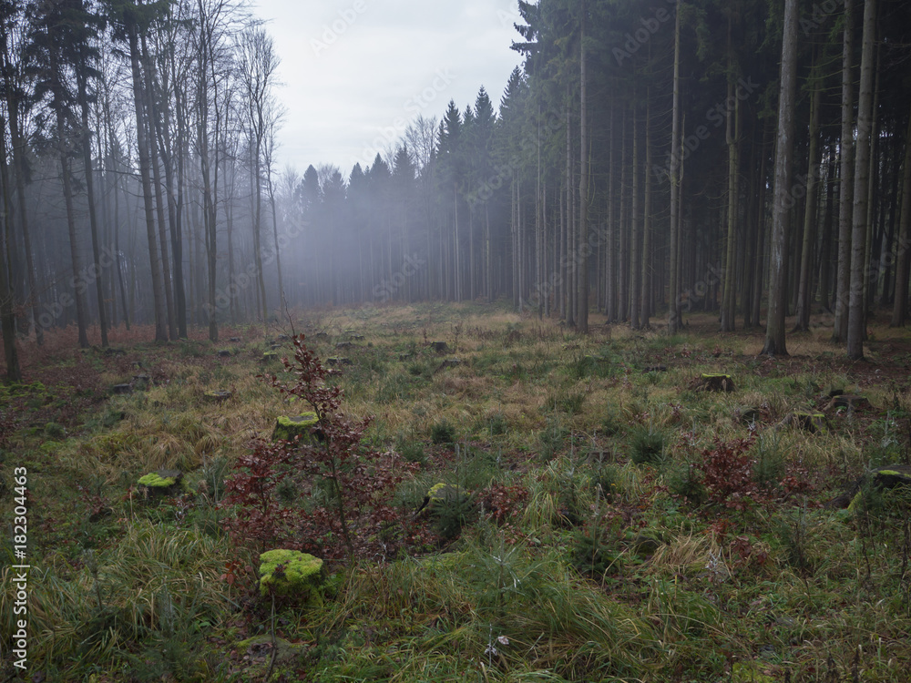 glade clearing with moss covered tree stump and misty spruce tree ...