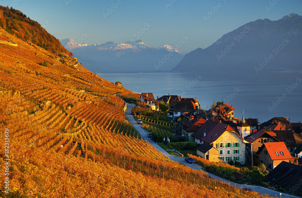 Vineyard terraces in the famous Lavaux wine region (UNESCO World ...