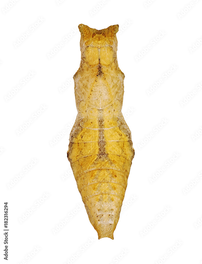 A yellow butterfly pupa of the lime swallowtail, Papilio demoleus ...