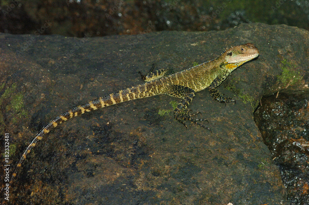 Water Dragon, Physignathus lesueuri, sitting on rock next to river ...