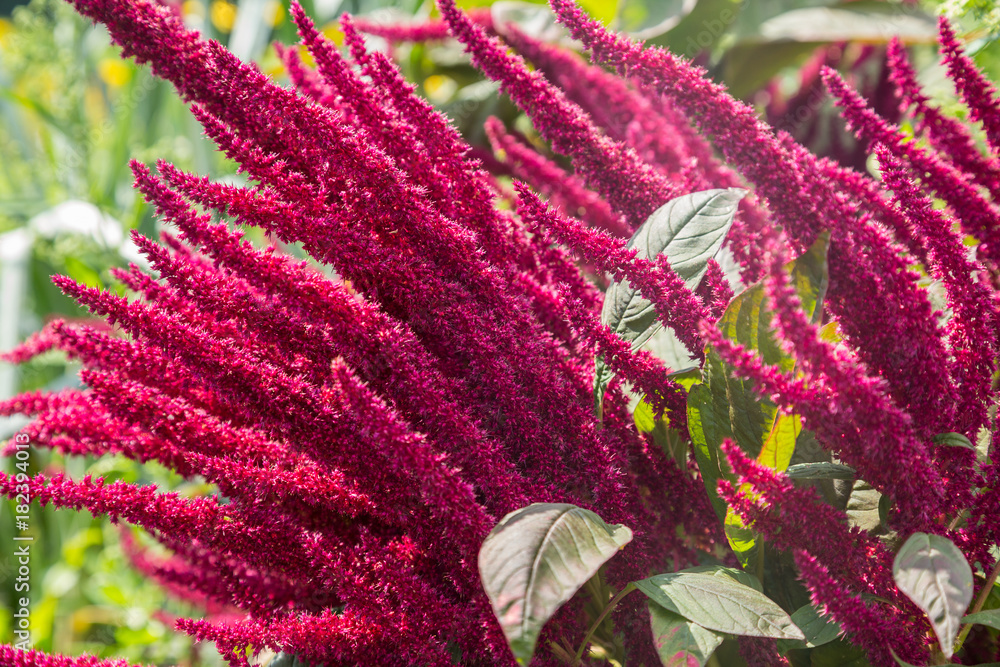 Amaranth is cultivated as leaf vegetables, cereals and ornamental ...