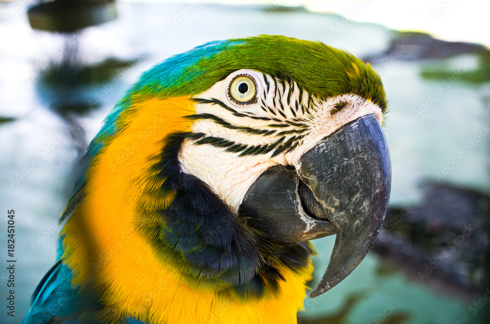 Colorful head of parrot Stock Photo | Adobe Stock