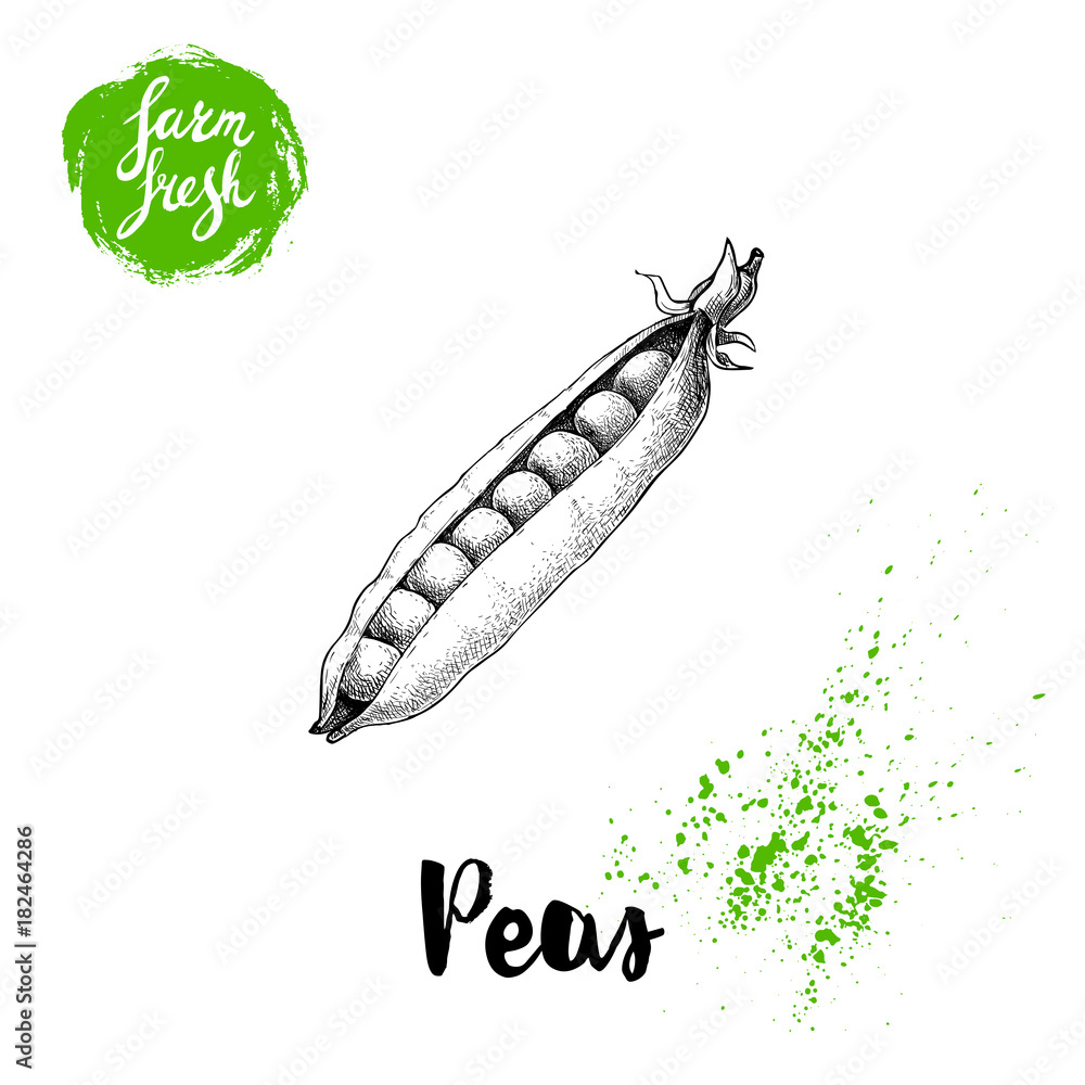 Hand drawn sketch pea pod with seeds inside. Farm fresh vegetables ...