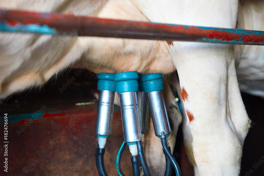 Cows utter and pipelines during milking operation Stock Photo | Adobe Stock