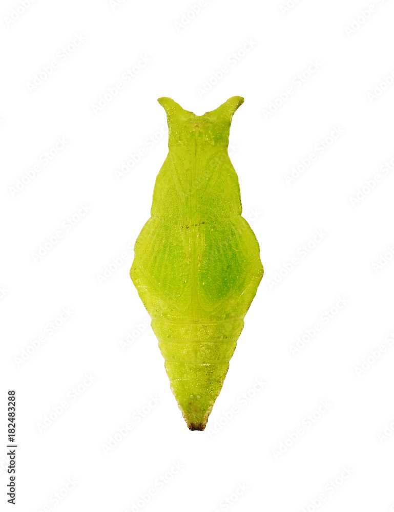 A green pupa of the Papilio hipponous butterfly isolated on white ...