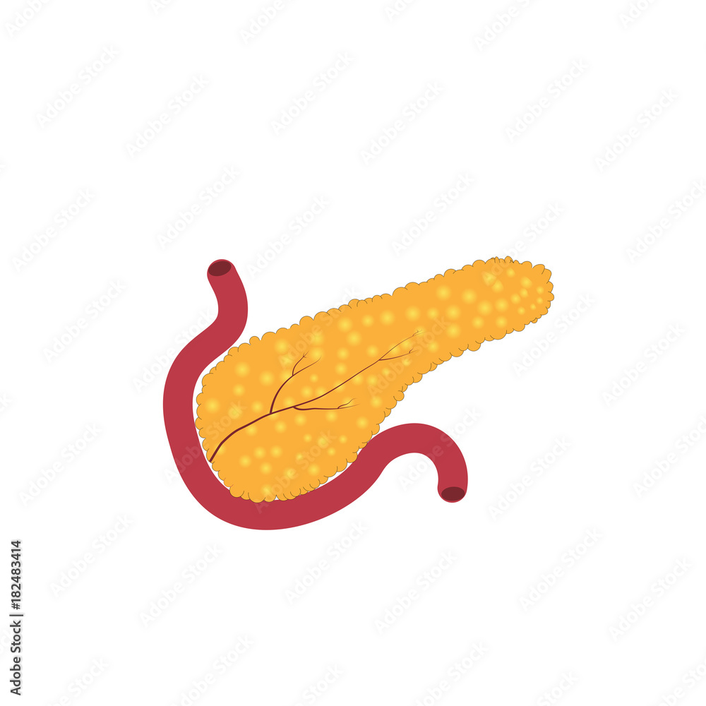 Pancreas Clipart