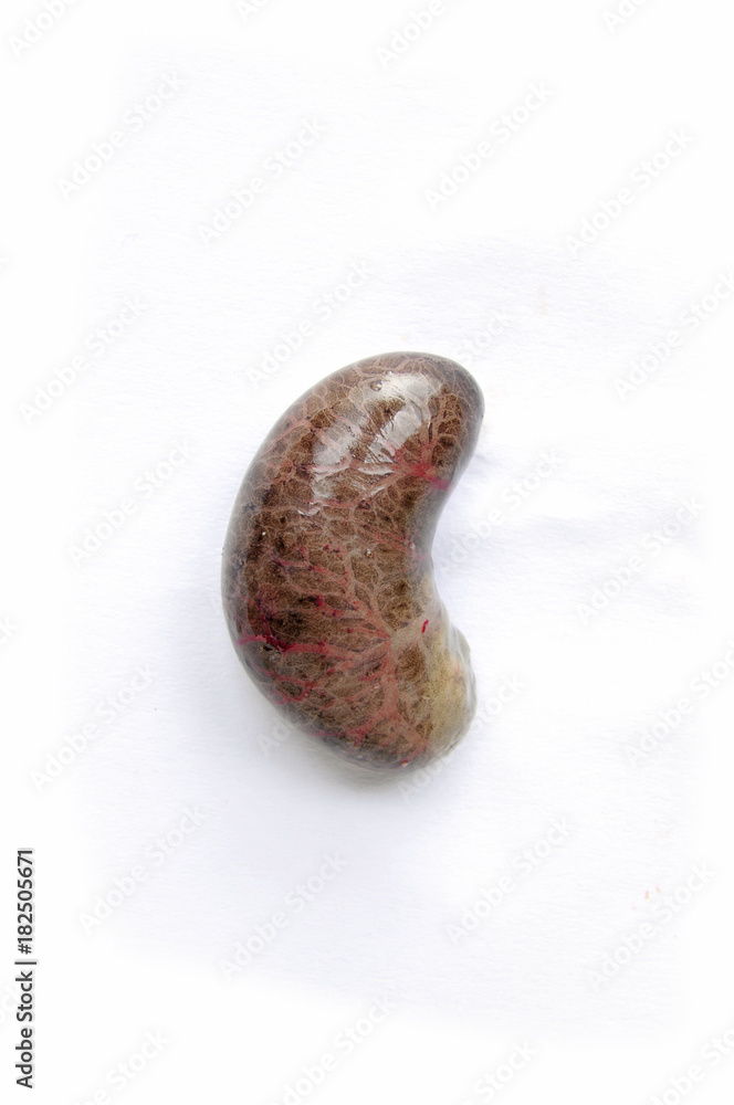 On a white background chicken kidney Stock Photo | Adobe Stock