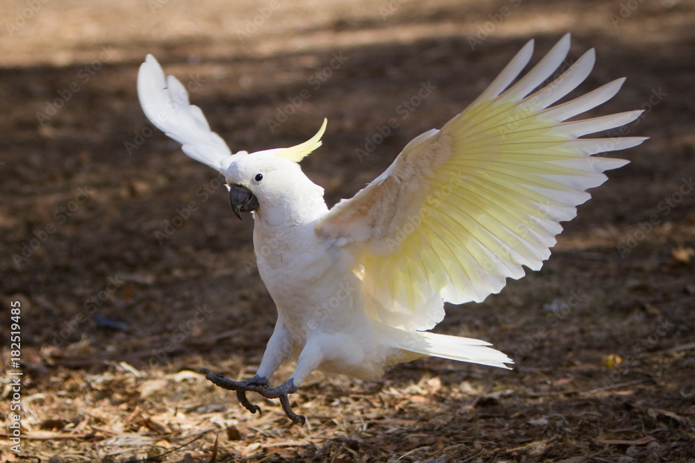 Cockatoo with Wings Spread as it Comes into Land Stock Photo | Adobe Stock