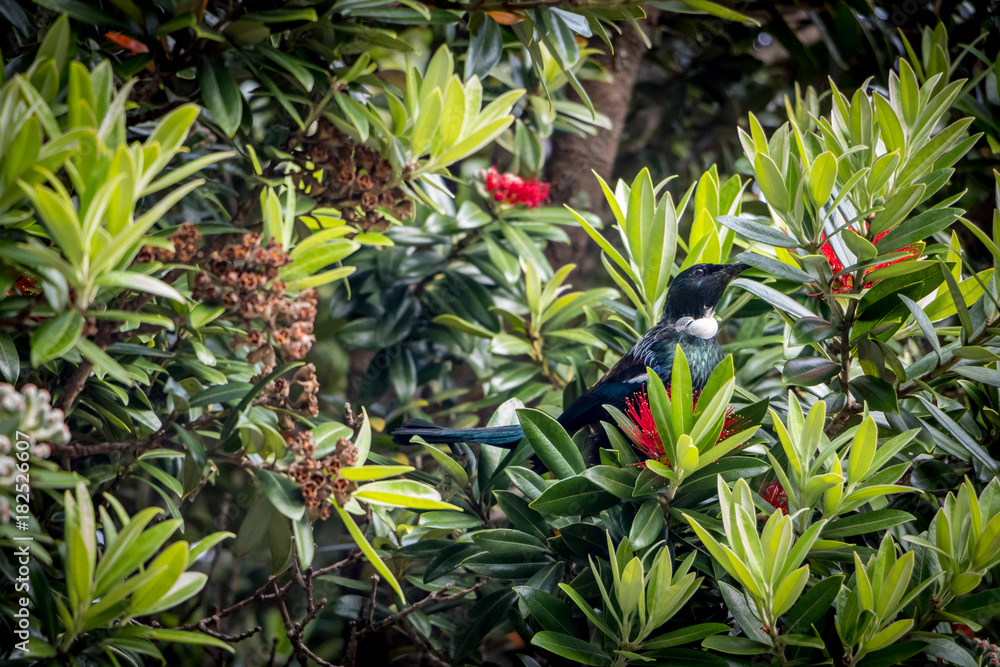 Tui Bird In New Zealand Christmas Tree (Pohutukawa) Stock Photo | Adobe ...