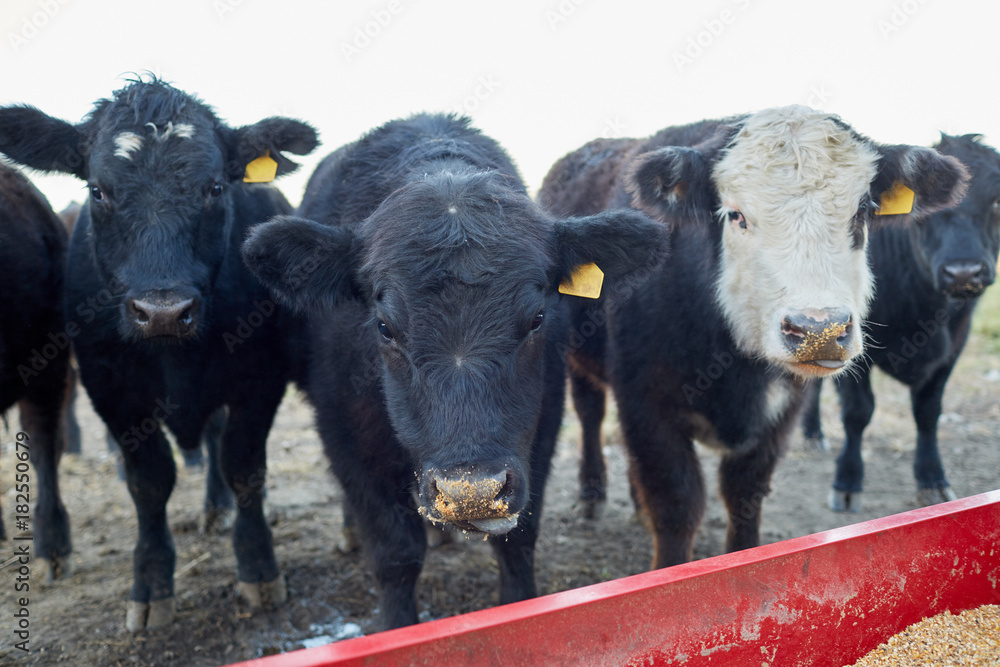 Beef cattle grouped around a feeding trough Stock Photo | Adobe Stock