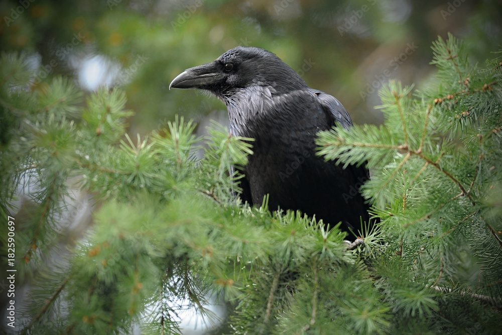 The common raven (Corvus corax), also known as the northern raven, all ...