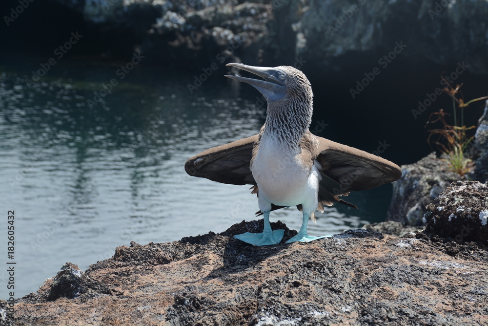 Blue Footed Booby Mating Dance in the Galapagos Islands Stock Photo ...