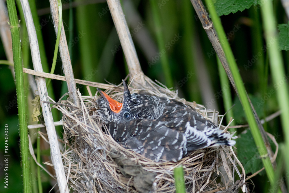 Acrocephalus palustris. The nest of the Marsh Warbler in nature. Common ...