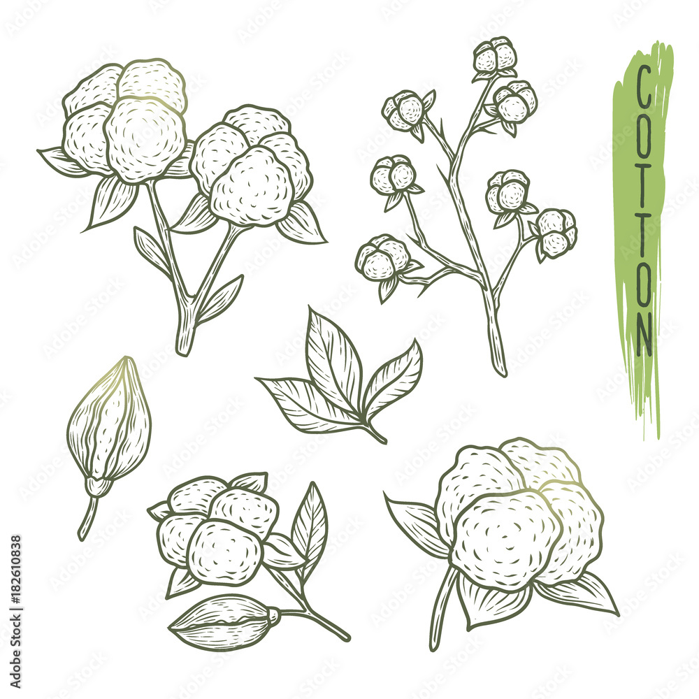 Cotton Plant Sketch