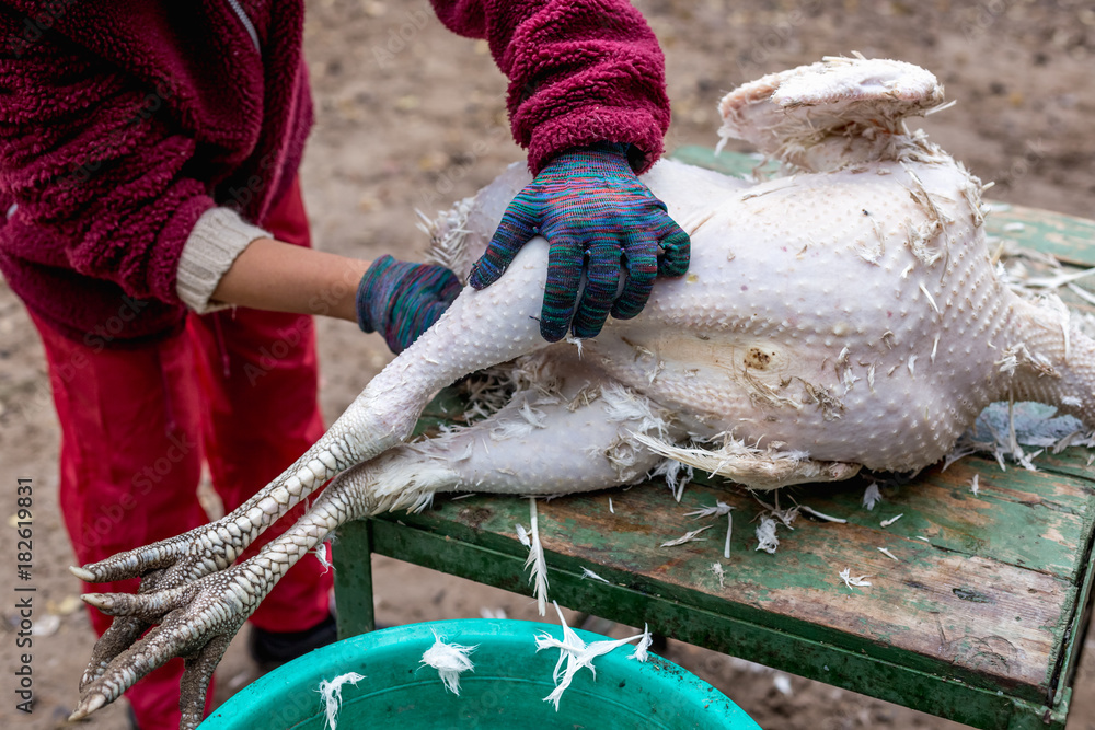 The process of removing feathers from a dead turkey. Slaughter and ...