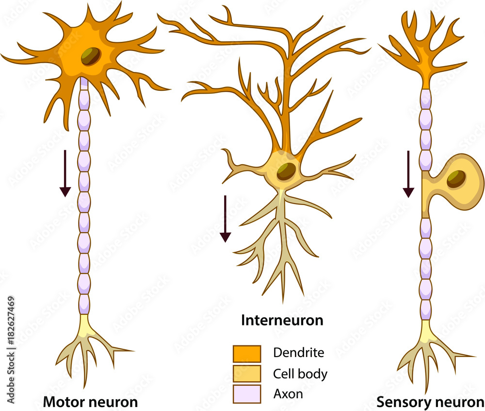 Schematic vector illustration of three types of neurons or nerve cells ... Schematic vector illustration of three types of neurons or nerve cells ...