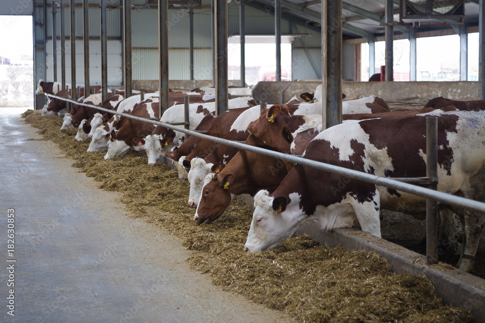 Dairy cows of Monbeliard breeding in free livestock stall Stock Photo ...