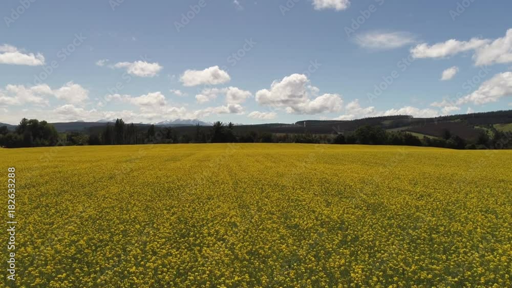 CAMPO DE FLORES DE CANOLA EN CHILE DURANTE LA PRIMAVERA Stock ビデオ ...