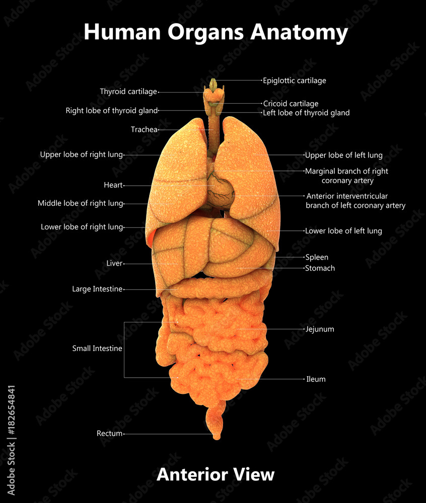 Human Organs Anatomy with Detailed Labels (Anterior View) Stock ...
