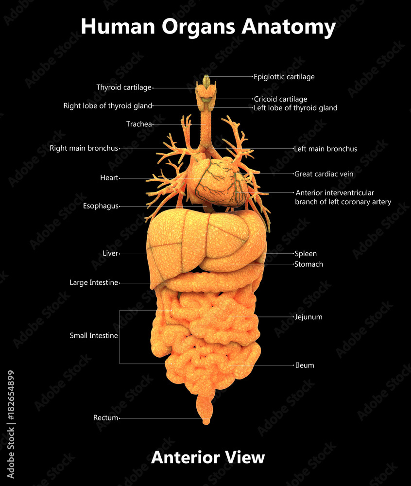 Human Organs Anatomy with Detailed Labels (Anterior View) Stock ...