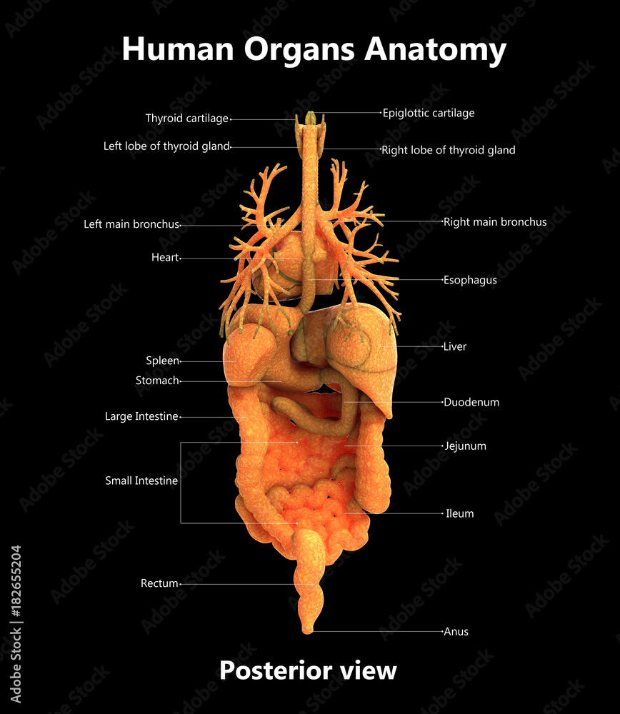Human Organs Anatomy with Detailed Labels (Posterior View) Stock ...